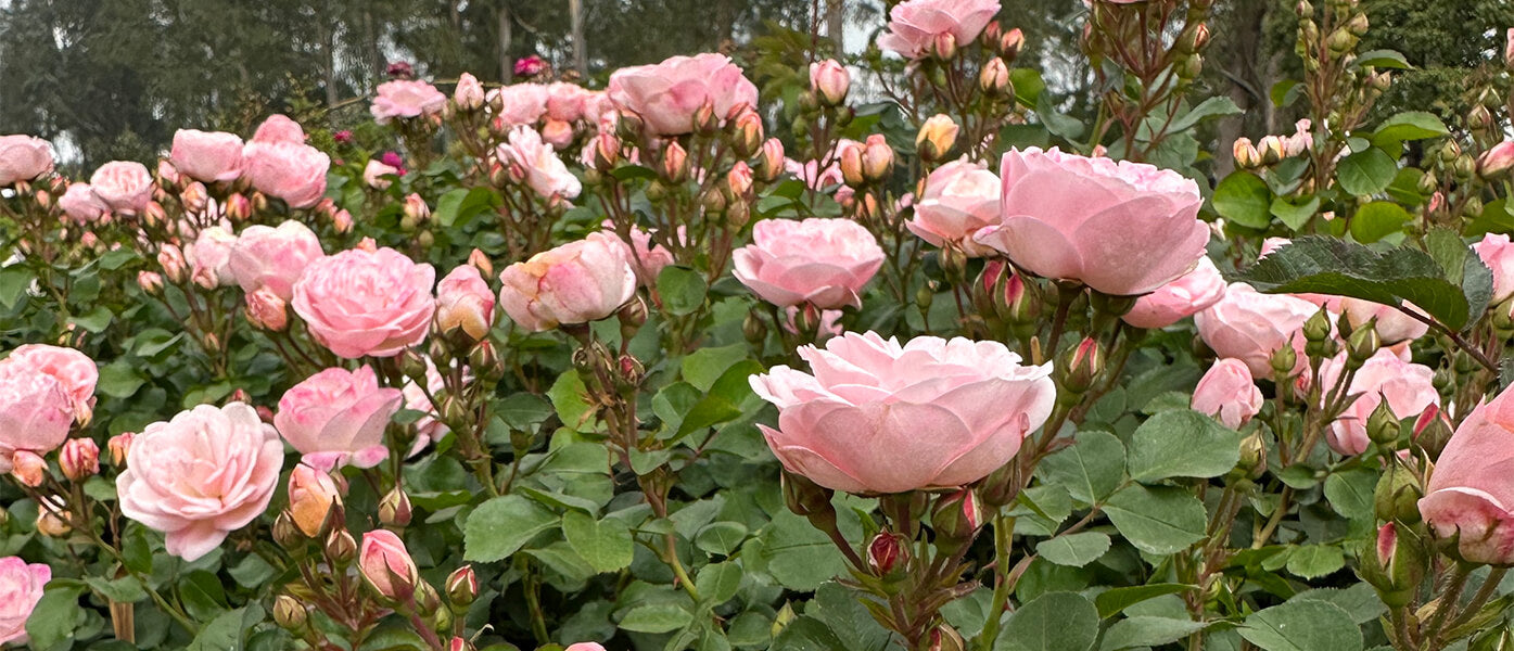 ROSAS DON ELOY DESDE SU ORIGEN – Rosas Don Eloy