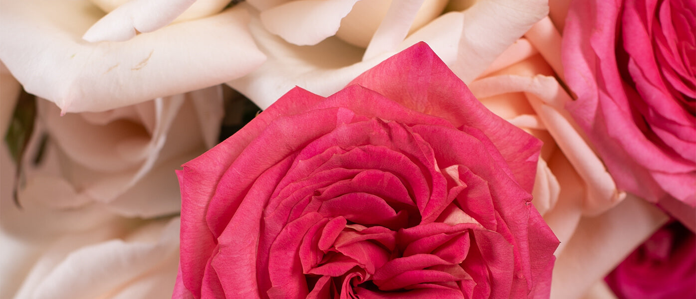 DECODING THE COLOR PSYCHOLOGY OF ROSES – Rosas Don Eloy