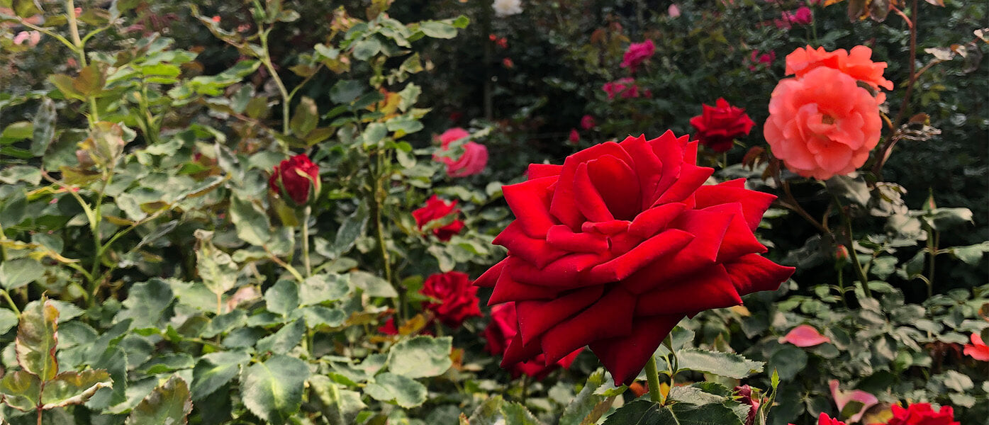 HISTORIA – Rosas Don Eloy