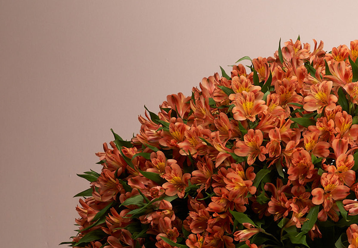 ROSAS – Rosas Don Eloy