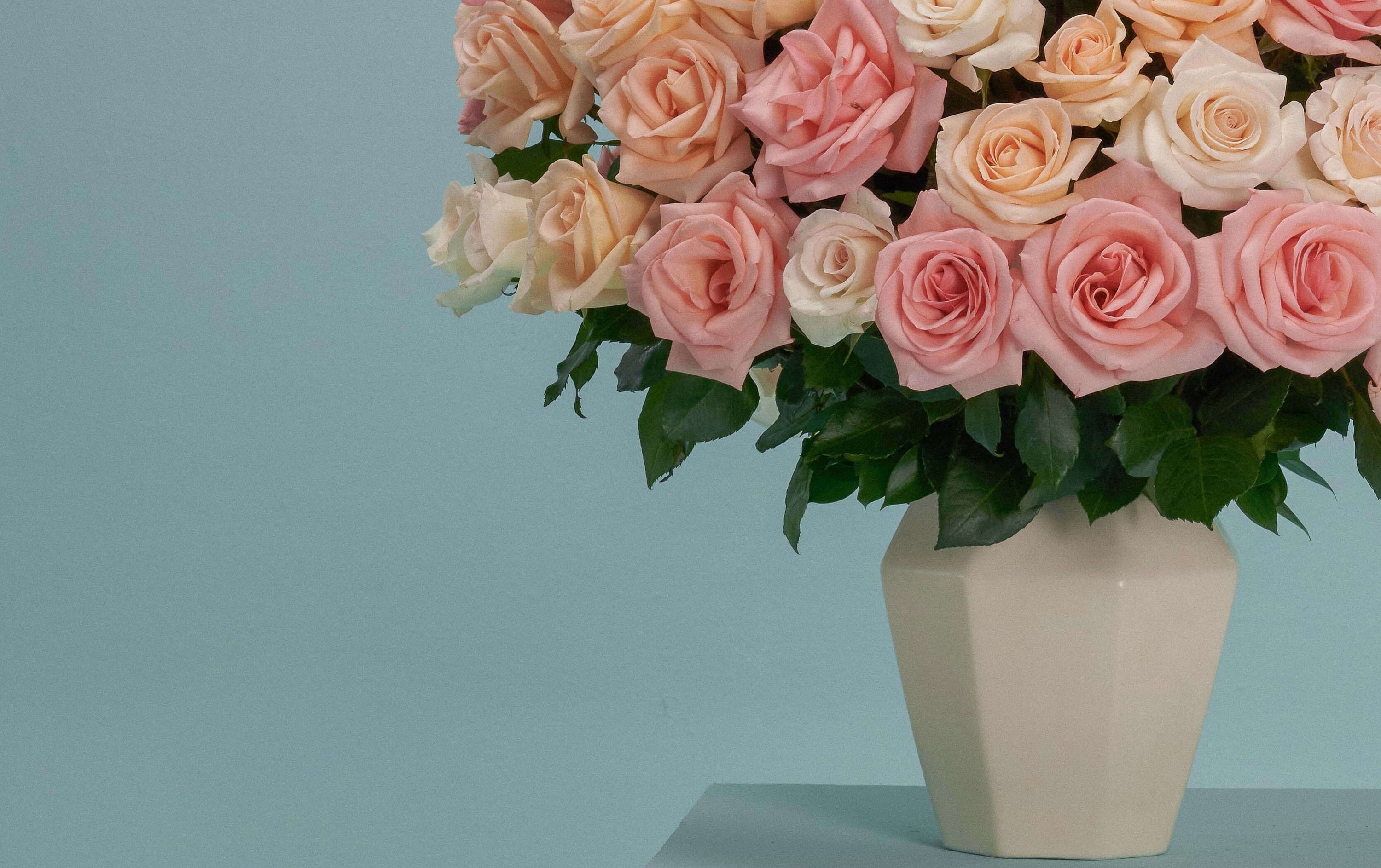 ROSAS – Rosas Don Eloy