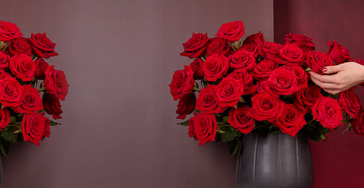 ROSAS – Rosas Don Eloy